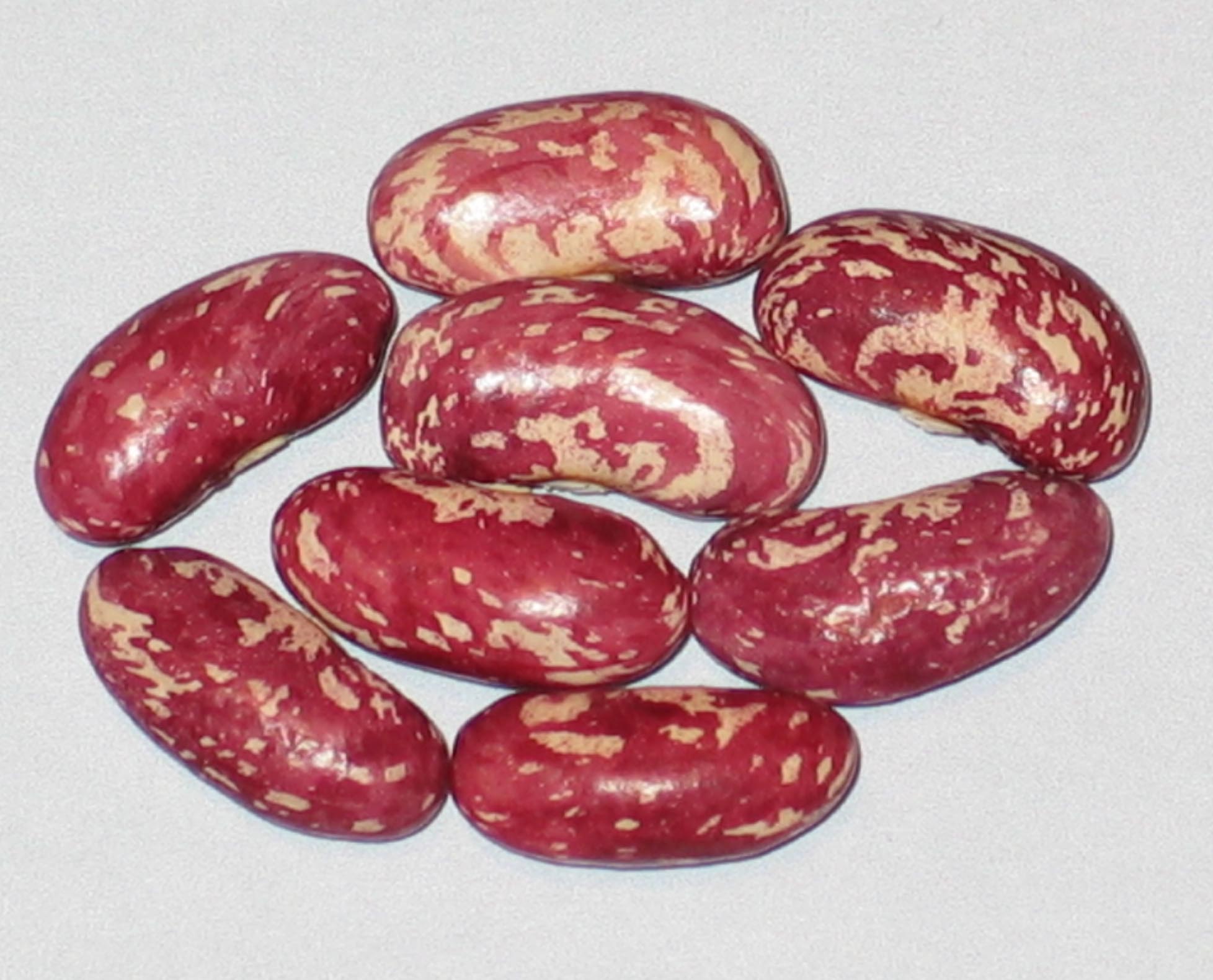 Bean Seeds - Gi-La