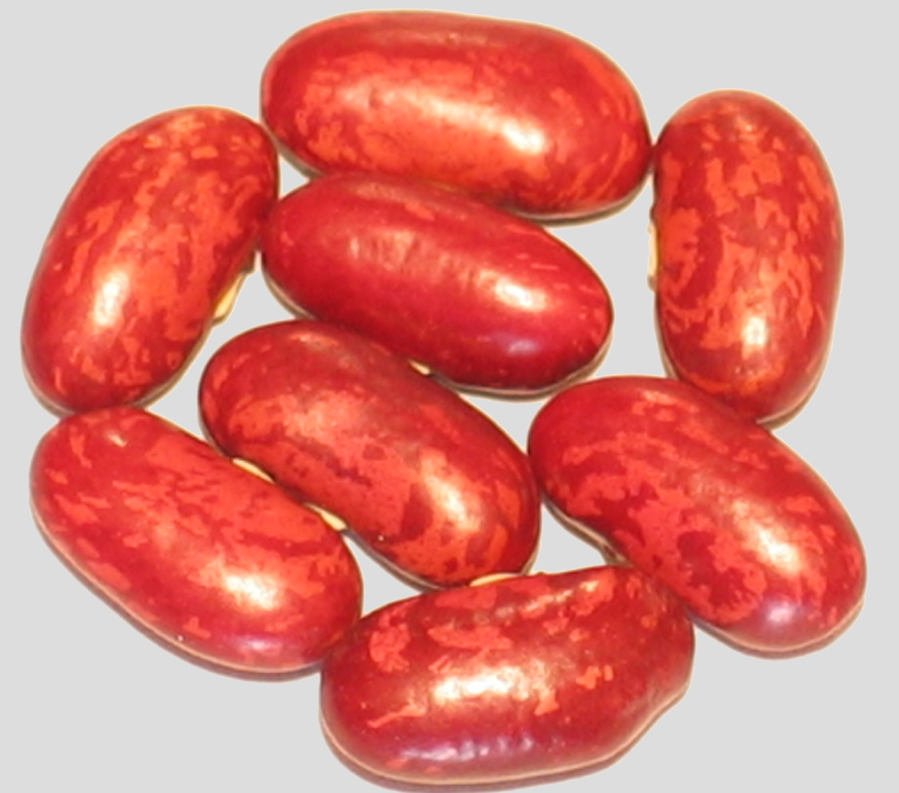 Bean Seeds - Network 3